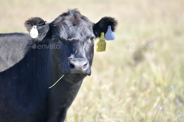 Cow facing forward. Stock Photo by marisap7 | PhotoDune
