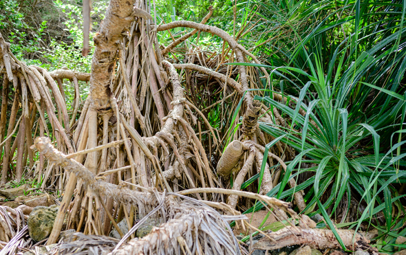 Roots of Pandanus Tectorius tree roots close up, growing near the edge ...