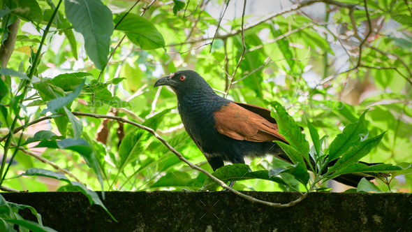 Greater Coucal bird perched on a boundary wall close up photo. Red-eyed ...