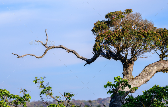 A large tree standing tall in the montane forest's harsh conditions in ...