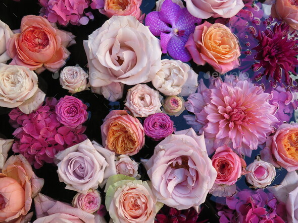 Background image of multicolour roses. Colored fresh pastel roses. Pink ...