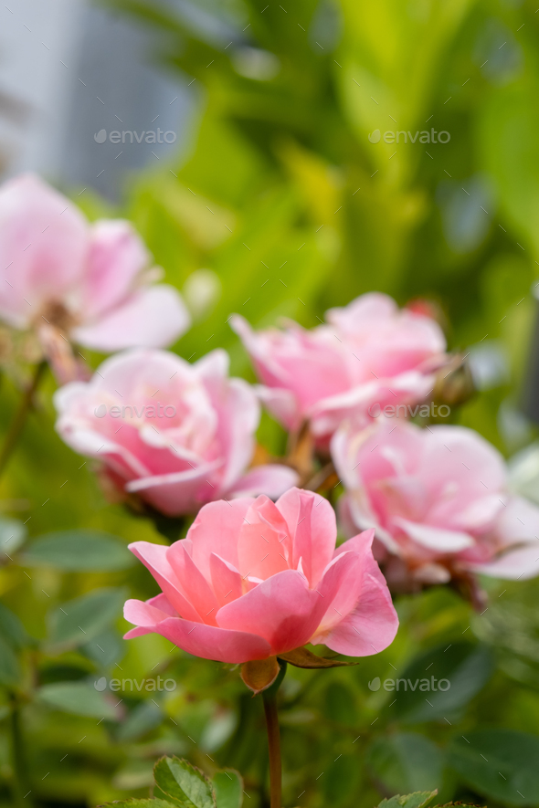 Background image of roses. Colored fresh pastel color roses. Rose bush ...