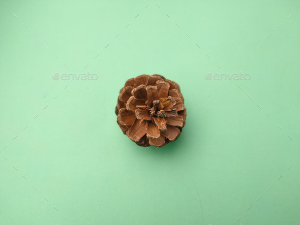 Top view Pine cone top view isolated on green background. Stock Photo ...