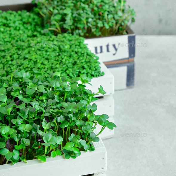 Microgreens in white wooden boxes. Concept of home gardening and ...