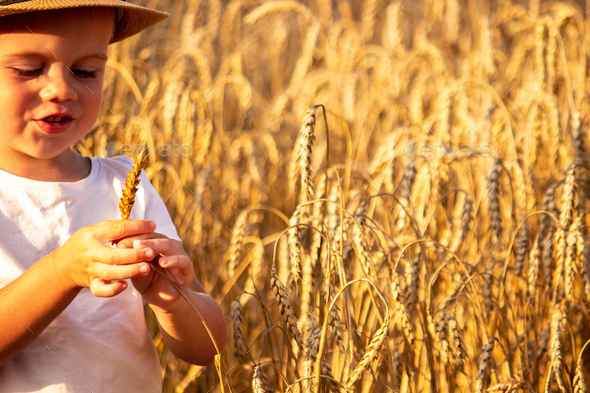Child in a wheat field hugging a grain harvest. Nature, Selective focus ...