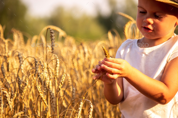 Child in a wheat field hugging a grain harvest. Nature, Selective focus ...