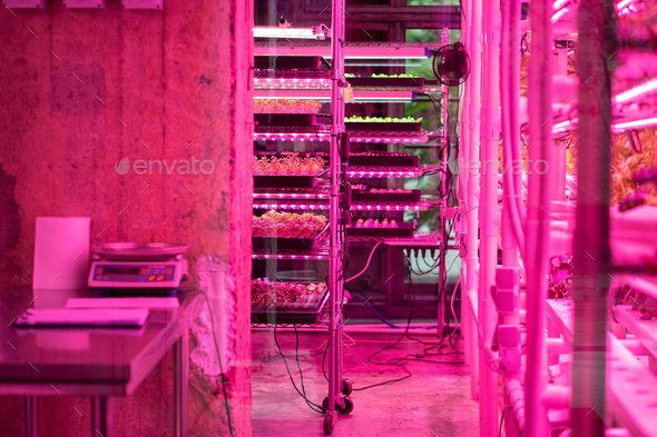 Microgreens grow in vertical farm under ultraviolet UV plant lights for ...