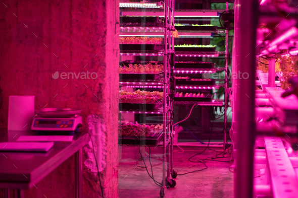 Microgreens grow in vertical farm under ultraviolet UV plant lights for ...