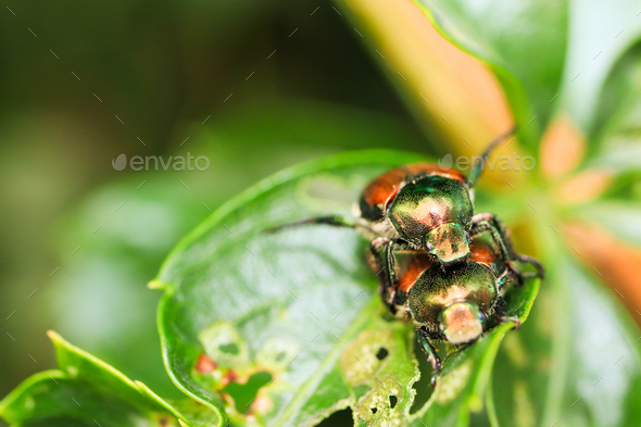 Japanese Beetle Invasive Species Stock Photo by mtyoung | PhotoDune