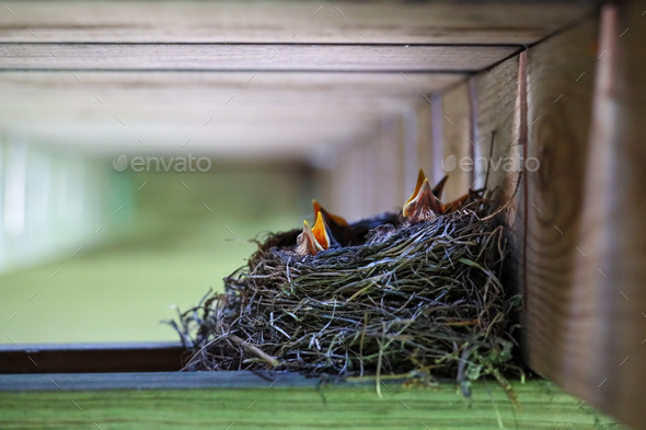 Baby robins with open beaks poking out of their nest beneath a wooden ...