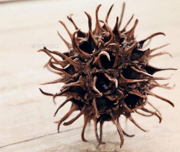 Dried Chestnut Tree Seed Pod Stock Photo by mtyoung | PhotoDune