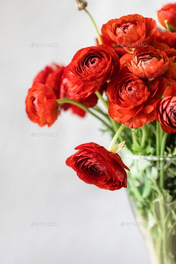 Front view of red ranunculus asiaticus (persian buttercup) in a glass ...