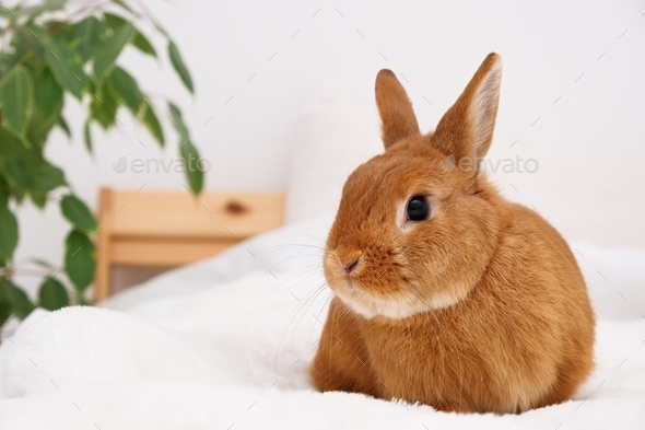 Cute little red bunny rabbit on white blanket Stock Photo by OlgaSmolina