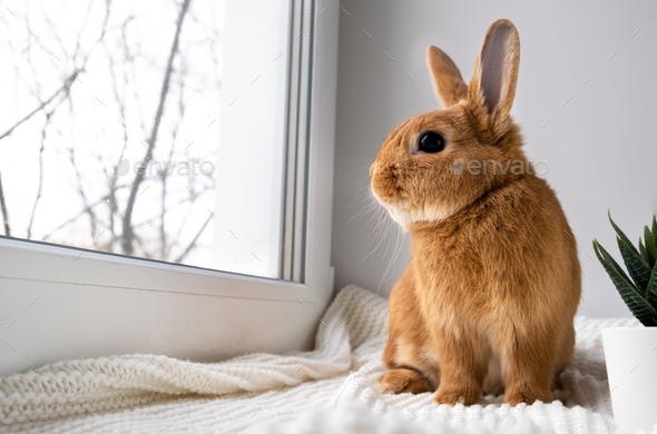 Rabbit on window sill Stock Photo by OlgaSmolina | PhotoDune