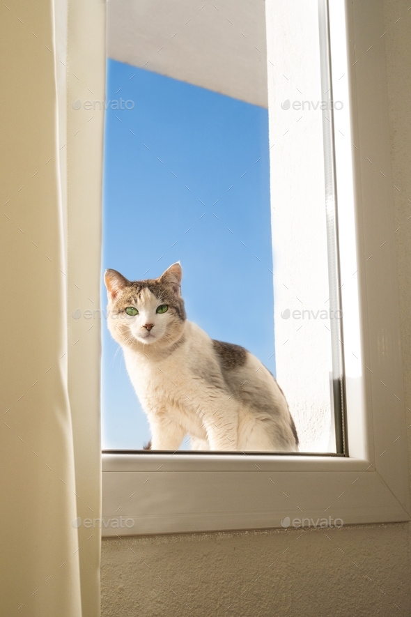 Funny beautiful white and grey cat looking through window from outide ...