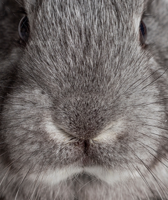 rabbit nose close-up rabbit breeding farm Stock Photo by liudmilas