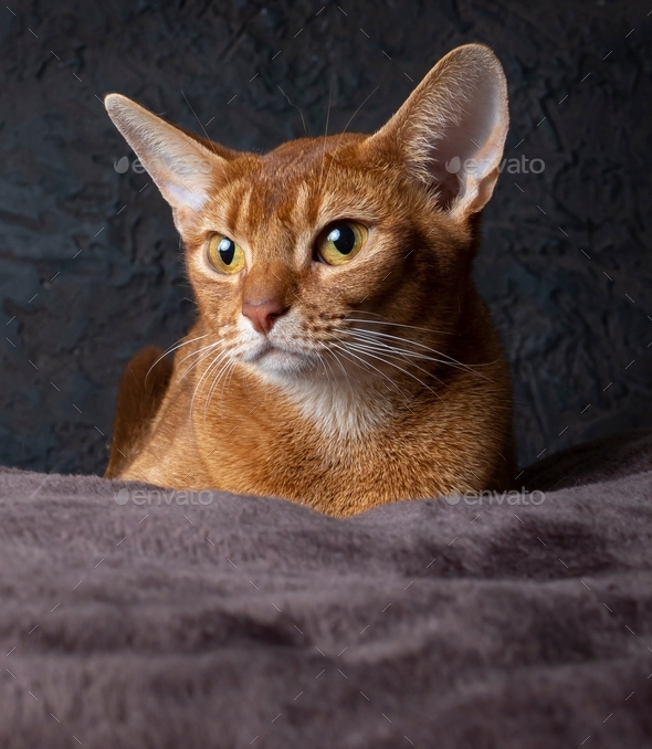 The Abyssinian purebred cat of red color meets all standards has high ...