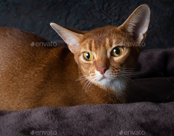 The Abyssinian purebred cat of red color meets all standards has high ...