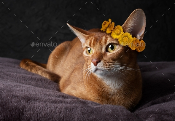A cat of the Abyssinian breed of red color with a wreath of yellow ...