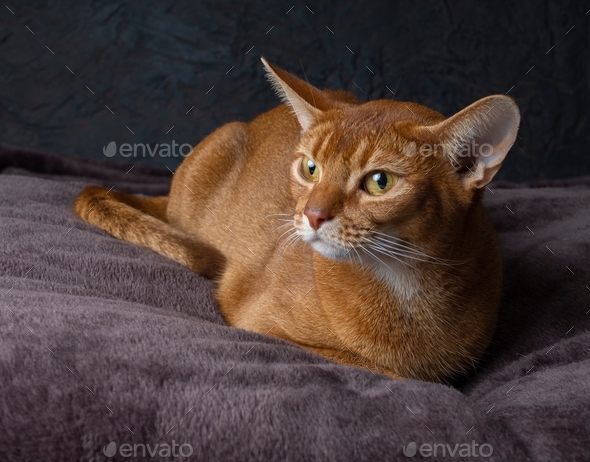The Abyssinian purebred cat of red color meets all standards has high ...