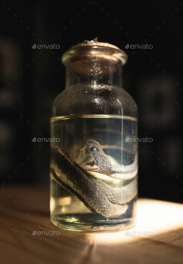 Specimen of snake preserved in solution formaldehyde on dark background ...