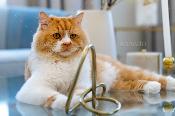 Cute ginger with white chest cat sitting proudly on the glass table in ...