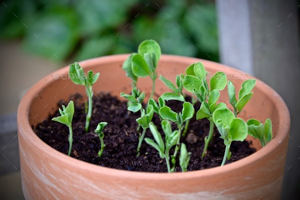 fresh green shoots growing in a terracotta plant pot Stock Photo by ...
