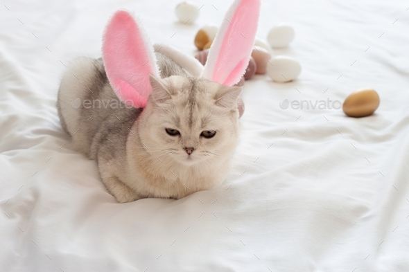 Cat on the bed with rabbit ears Stock Photo by stokerolga | PhotoDune