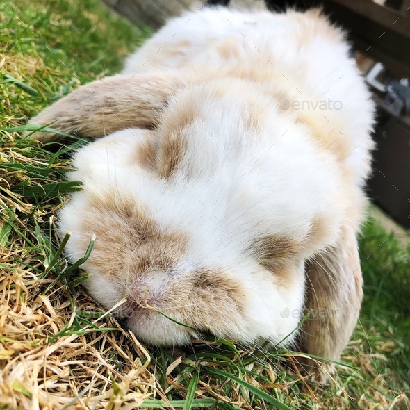 White and brown spotted lop rabbit sleeping in hot sun on grass Stock ...