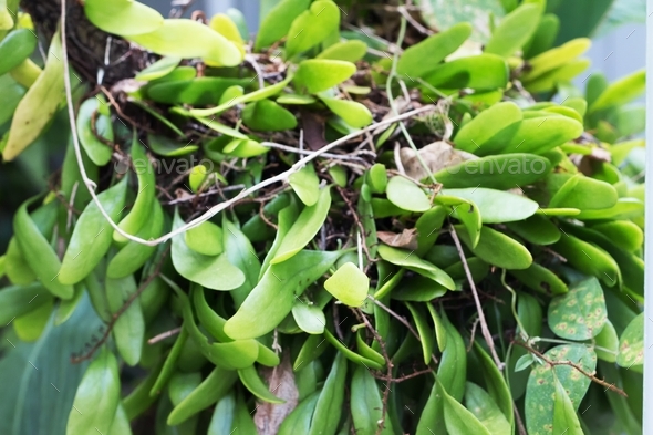 Dragon scale fern leaves or Pyrrosia piloselloides Stock Photo by dorisjs
