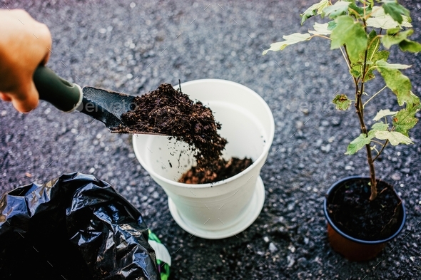 Re-potting a plant. Placing an already potted plant into a larger pot ...