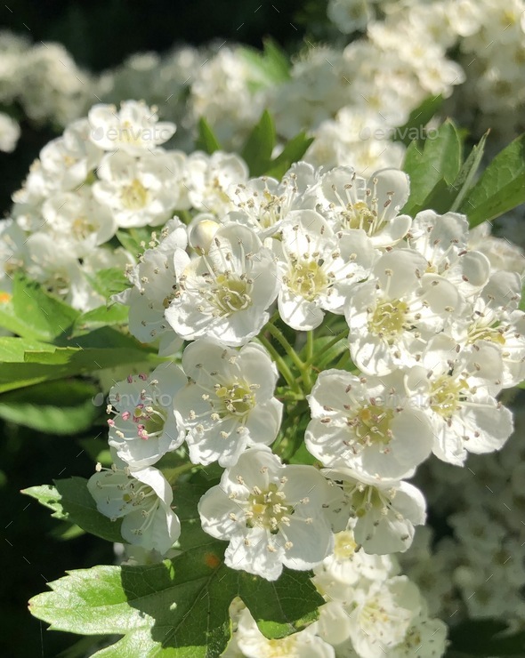 The Tree of May: Hawthorn with white flowers in full bloom Stock Photo ...