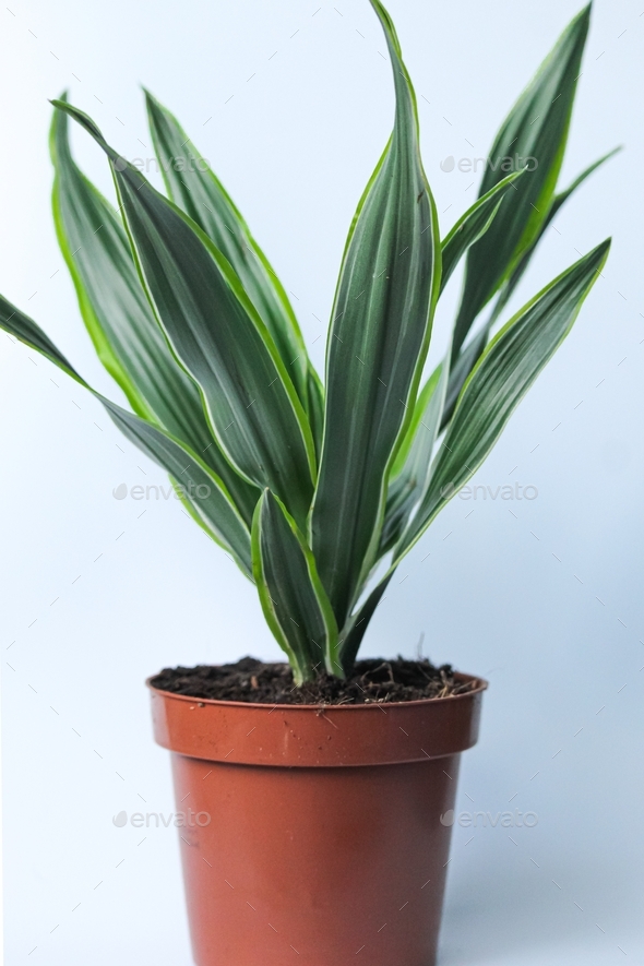 Dracaena fragrans (cornstalk dracaena) isolated on a white background ...