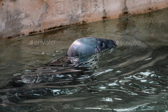 The grey seal floats in the clean clear water of the pool at the zoo ...