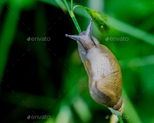 Snail mode Stock Photo by ethomander | PhotoDune