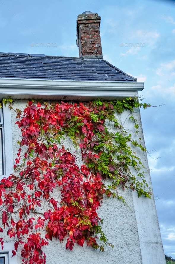 Creeping Vine Stock Photo by ethomander | PhotoDune