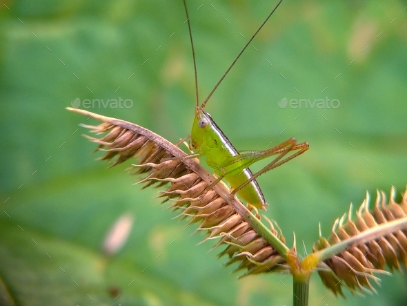 Green bush cricket, nature background photo Stock Photo by gallery_arief