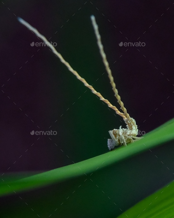 Plant hopper, nature background photo Stock Photo by gallery_arief