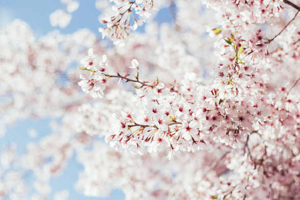 Cherry Blossoms in Spring Stock Photo by Enlightnz | PhotoDune