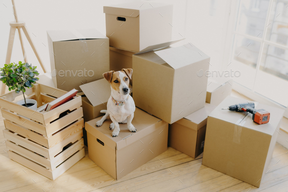 Top view of domestic animal dog poses on cardboard boxes with personal ...