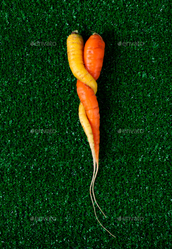 Two carrots of orange and yellow colors intertwined on green grass ...