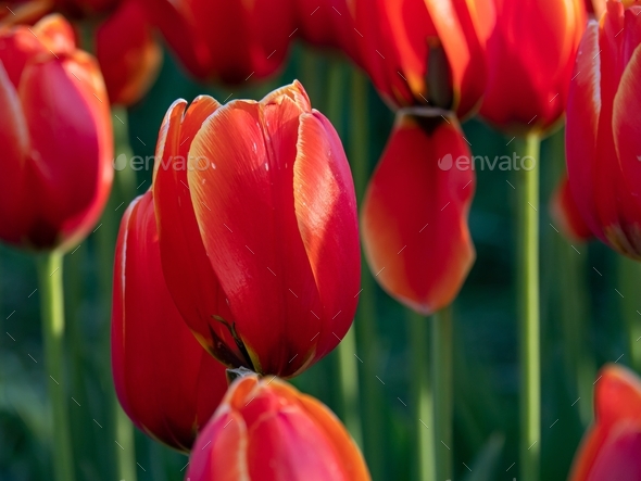 Beautiful spring flowers red tulips flower background Stock Photo by ...