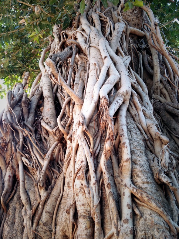 Bark of a 100 year old Peepal tree Stock Photo by Jatinpurohit74 ...