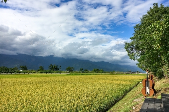 Paddy fields in rural Taiwan. Rice ripens in autumn. Rice fields in ...