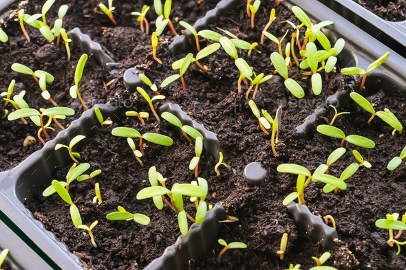 Young flower seedlings illuminated by a bright sunbeam, growing in a ...