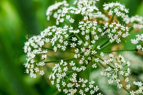 White flowers of common goutweed. Aegopodium is a perennial herbaceous ...