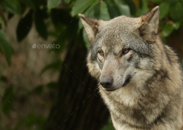 Wolf looking menacing Stock Photo by darrenb29 | PhotoDune