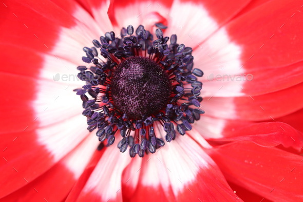 Centre of a red poppy Stock Photo by darrenb29 | PhotoDune