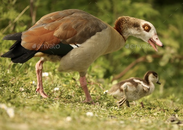 Egyptian goslings springtime with mummy goose Stock Photo by darrenb29