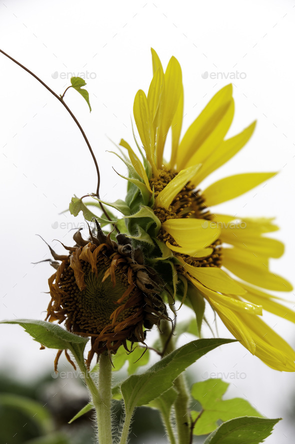 A blooming sunflower and a withered sunflower are in back to back position in a sunflower field ...
